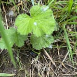 Lord Hill, Main Trail, and Temple Pond Loop Trail, Washington - 1,456 ...