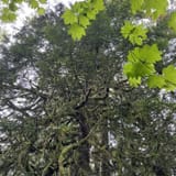 Lord Hill, Main Trail, and Temple Pond Loop Trail, Washington - 1,456 ...