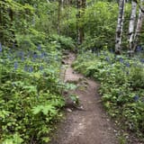 Cape Horn Loop Trail, Washington - 4,520 Reviews, Map | AllTrails