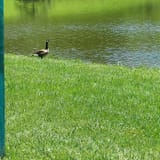 Bee Tree Lake Loop, Missouri - 546 Reviews, Map | AllTrails