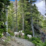 Scenic Point, Montana - 933 Reviews, Map | AllTrails