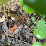 Virginia's Triple Crown Loop, Virginia - 719 Reviews, Map | AllTrails