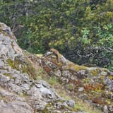 Little Si Trail, Washington - 11,326 Reviews, Map | AllTrails