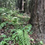 Stream, East Ridge, and Canyon Loop, California - 1,836 Reviews, Map ...