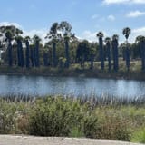 Lake Miramar Trail, California - 4,156 Reviews, Map | AllTrails