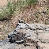 Ballardini Ranch Trail, Nevada - 320 Reviews, Map | AllTrails