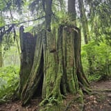 Japanese Gulch Loop Trail, Washington - 1,248 Reviews, Map | AllTrails
