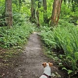 Japanese Gulch Loop Trail, Washington - 1,248 Reviews, Map | AllTrails