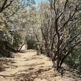 Dragoon Gulch Trail, California - 953 Reviews, Map | AllTrails