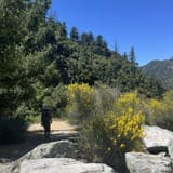 Stoddard Peak, California - 2,272 Reviews, Map | AllTrails