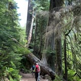 Silver Falls Loop, Washington - 2,921 Reviews, Map | AllTrails