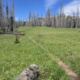 Bacon Rind Creek Trail, Montana - 87 Reviews, Map | AllTrails