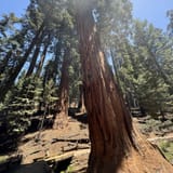 Congress Trail, California - 3,269 Reviews, Map | AllTrails