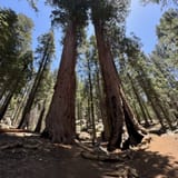 Congress Trail, California - 3,195 Reviews, Map | AllTrails