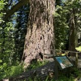 Big Tree Loop, Oregon - 70 Reviews, Map | AllTrails