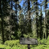 Big Tree Loop, Oregon - 70 Reviews, Map | AllTrails