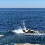 Ocean Path Trail, Maine - 3,554 Reviews, Map | AllTrails