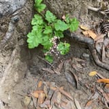 Bon Tempe Lake Loop, California - 2,083 Reviews, Map | AllTrails