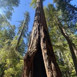 Tall Trees Grove Loop Trail, California - 2,348 Reviews, Map | AllTrails