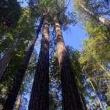 Tall Trees Grove Loop Trail, California - 2,348 Reviews, Map | AllTrails