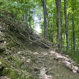 Soco Falls Trail, North Carolina - 784 Reviews, Map | AllTrails