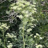 Dripping Rock Falls, Utah - 743 Reviews, Map | AllTrails