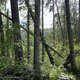 Amanda's Trail, Oregon - 148 Reviews, Map | AllTrails