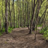 Lazy Mountain Trail, Alaska - 1,193 Reviews, Map | AllTrails