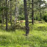 Ocean Path Trail, Maine - 3,554 Reviews, Map | AllTrails