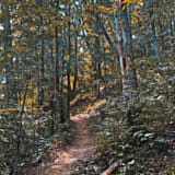Stringers Ridge via Blue Trail, Tennessee - 2,106 Reviews, Map | AllTrails