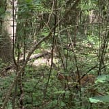 Stringers Ridge via Blue Trail, Tennessee - 2,106 Reviews, Map | AllTrails