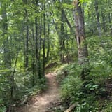 Stringers Ridge via Blue Trail, Tennessee - 2,106 Reviews, Map | AllTrails