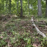 Stringers Ridge via Blue Trail, Tennessee - 2,106 Reviews, Map | AllTrails