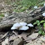 Reef Bay Trail, Saint John, US Virgin Islands - 1,077 Reviews, Map ...