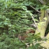 Cosby Nature Trail, Tennessee - 582 Reviews, Map | AllTrails