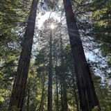 Tall Trees Grove Loop Trail, California - 2,332 Reviews, Map | AllTrails