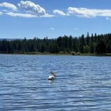 Sagehen Creek Loop, California - 1,097 Reviews, Map | AllTrails