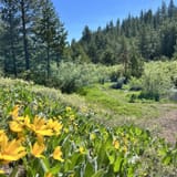 Sagehen Creek Loop, California - 1,097 Reviews, Map | AllTrails