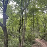 Stringers Ridge via Blue Trail, Tennessee - 2,106 Reviews, Map | AllTrails