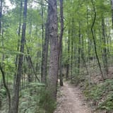 Stringers Ridge via Blue Trail, Tennessee - 2,106 Reviews, Map | AllTrails