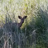 Link River Trail, Oregon - 559 Reviews, Map | AllTrails