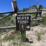 Beaver Ponds Loop Trail, Montana - 1,227 Reviews, Map | AllTrails