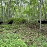 Mahoning Shadow Trail, Pennsylvania - 252 Reviews, Map | AllTrails