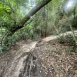 Green Ridge Trail, Texas - 1,055 Reviews, Map | AllTrails