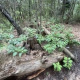 Green Ridge Trail, Texas - 1,055 Reviews, Map | AllTrails