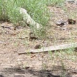 Desert View Trail, California - 1,749 Reviews, Map | AllTrails