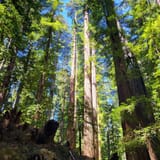 Rockefeller Loop Trail, California - 715 Reviews, Map | AllTrails