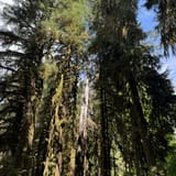 Hall of Mosses Trail, Washington - 5,884 Reviews, Map | AllTrails