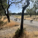Spring Lake Loop, California - 1,624 Reviews, Map | AllTrails