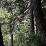 Ancient Groves Nature Trail, Washington - 829 Reviews, Map | AllTrails